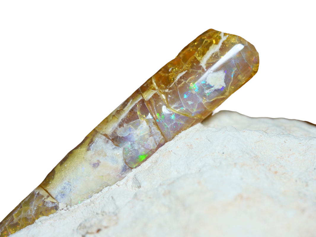 Opalised Fossils – RedEarthOpal