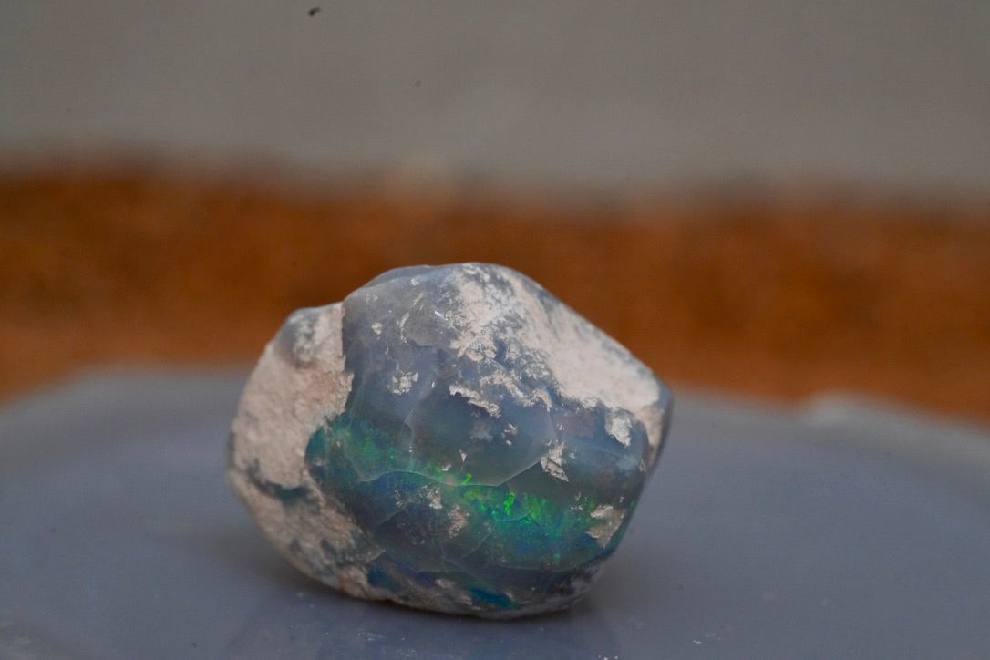 Opal Shell Fossil Pippi x 4 – RedEarthOpal