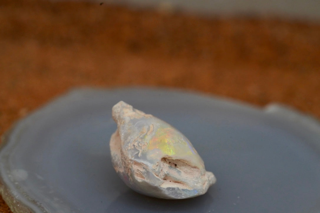 Opal Shell Fossil Pippi x 4 – RedEarthOpal